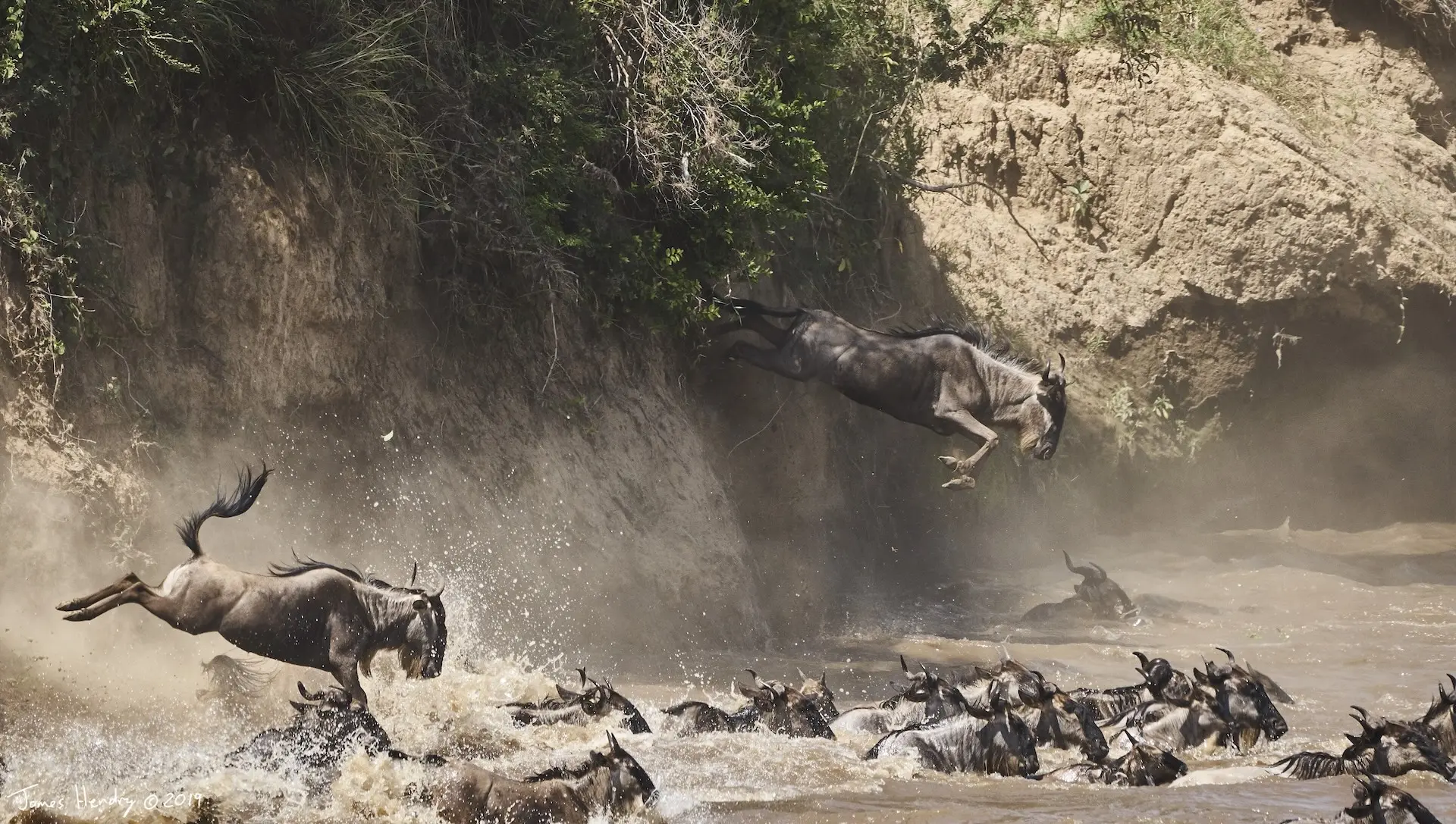 WildEarth